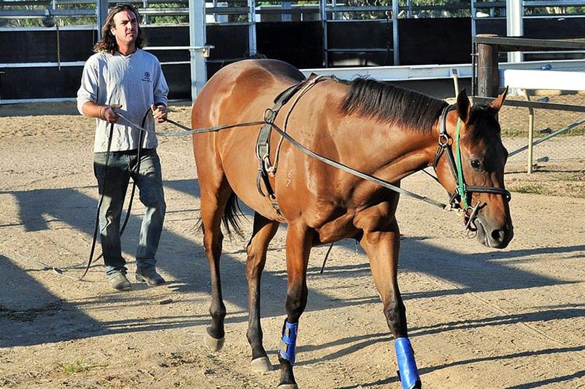 (Almost!) Nine kids & 300 yearlings - Adrian Corboy's mad world - Racenet