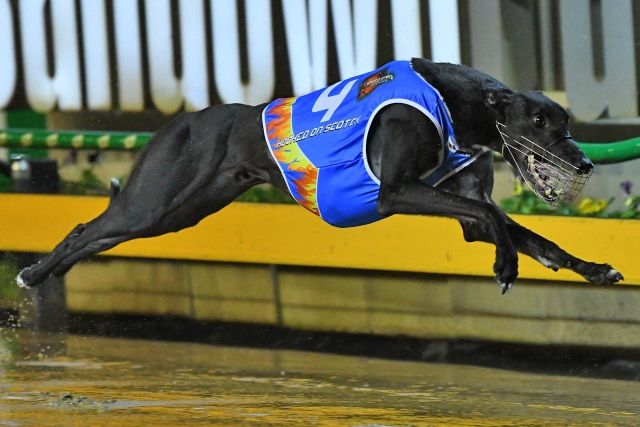 Stud 'Glory' Hits Peak For Hooked On Scotch - Greyhound Recorder