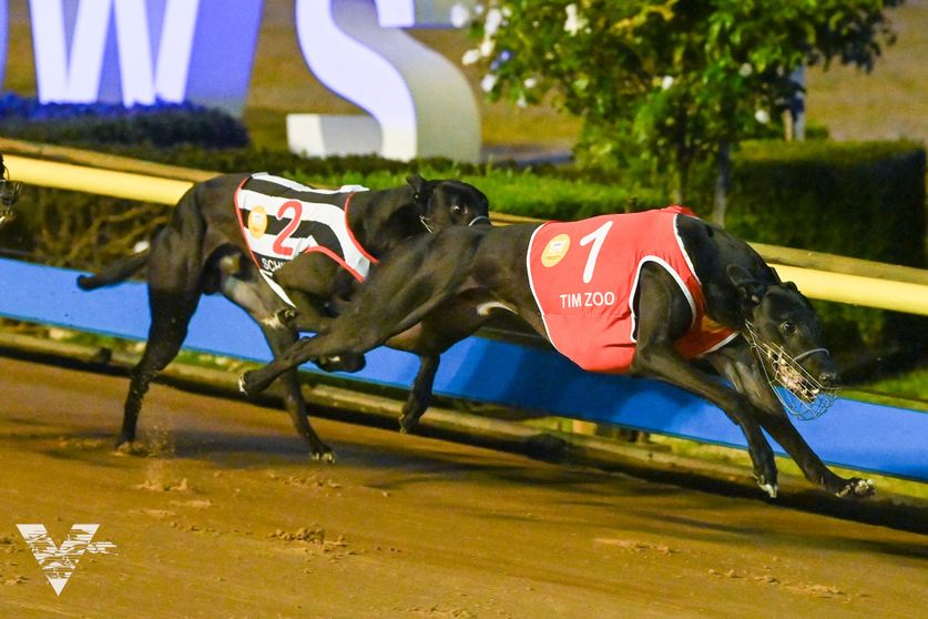 Tim Zoo Equals Record After Cup Debacle - Greyhound Recorder