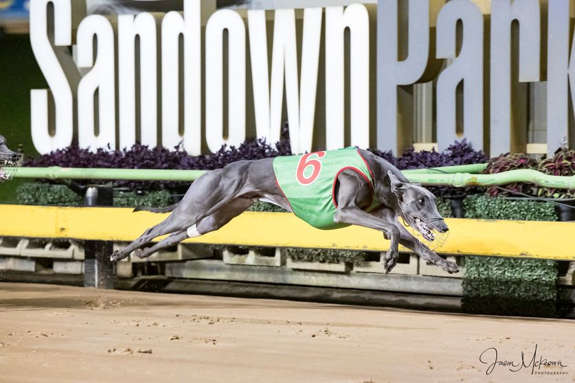 Hector To Hit Harrison-Dawson Rivals For Six - Greyhound Recorder
