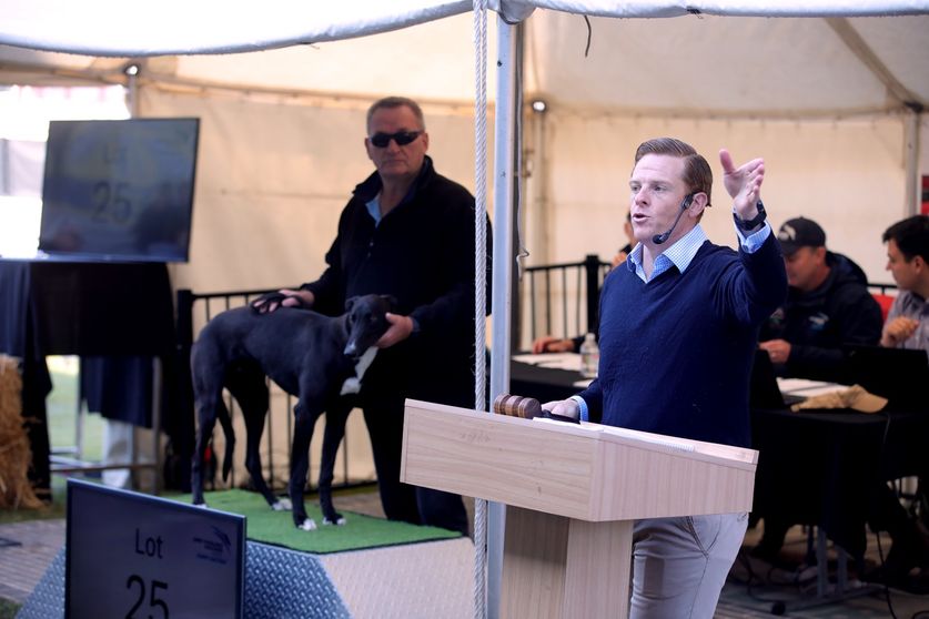 Scene Set For Puppy Auction To Remember - Greyhound Recorder