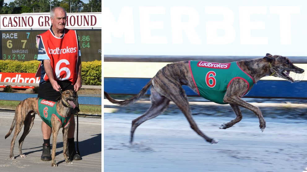 Perfect Record Has Landrigan Cup Dreaming - Greyhound Recorder