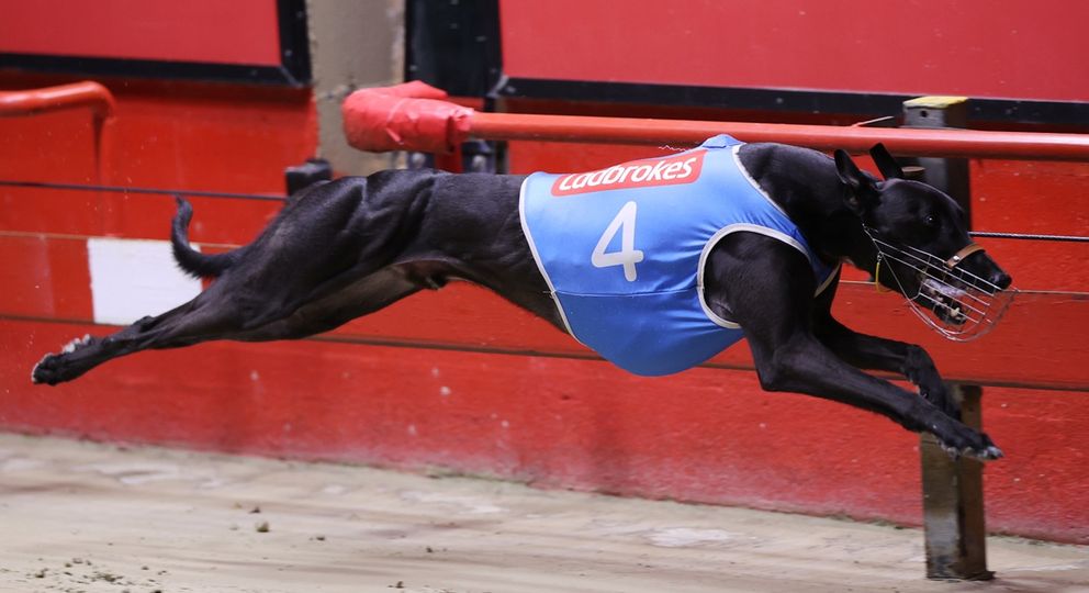 Jungle Johnny 'As Good As Ever' For Gosford - Greyhound Recorder