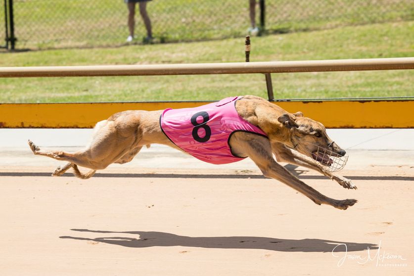 Off The Chart Provides Warragul Cup 'X Factor' - Greyhound Recorder