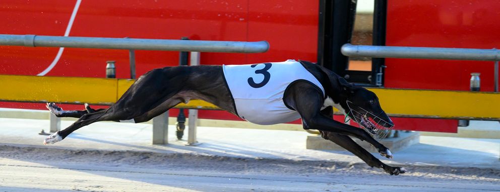 Huge Offers Refused As Oliver Go Staying Put - Greyhound Recorder