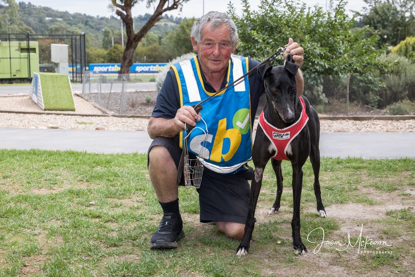 Dewana Star To Sparkle In Healesville's Emerald - Greyhound Recorder