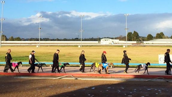 Unchangeable Greyhound - Form, Stats & News