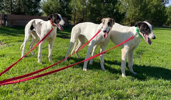 Jemma Hosking Greyhound Trainer - Stats & News