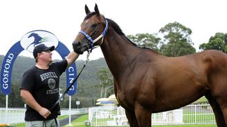 Wyong Racecourse - Form Guide, Track Map, Tips & Results