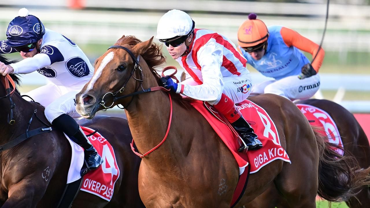 Pro punter happy to take on Giga Kick at even-money
