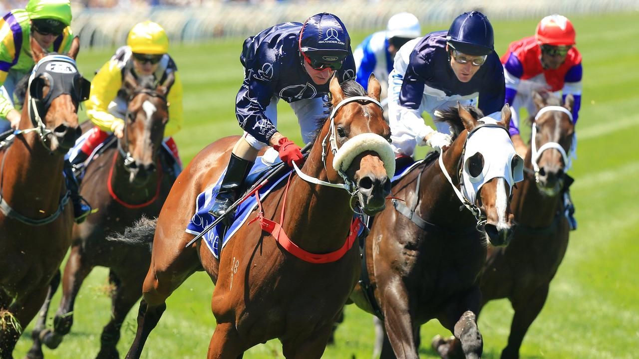 Share in star stallion Zoustar sells for $1.1m