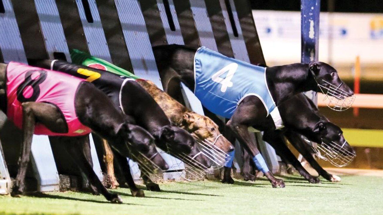 Greyhound Racing SA suspends staff amid race-rigging allegations