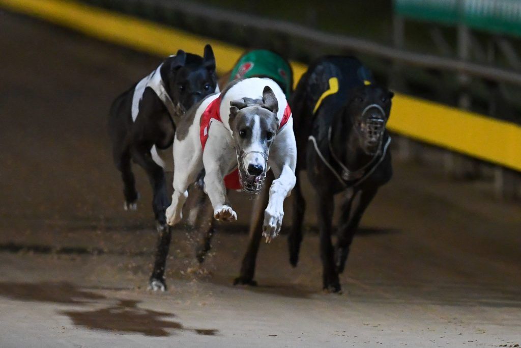 GWIC's High Court Challenge A First In NSW - Greyhound Recorder