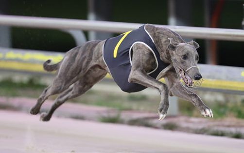 New Kennel For Powerhouse Victa Damian - Greyhound Recorder