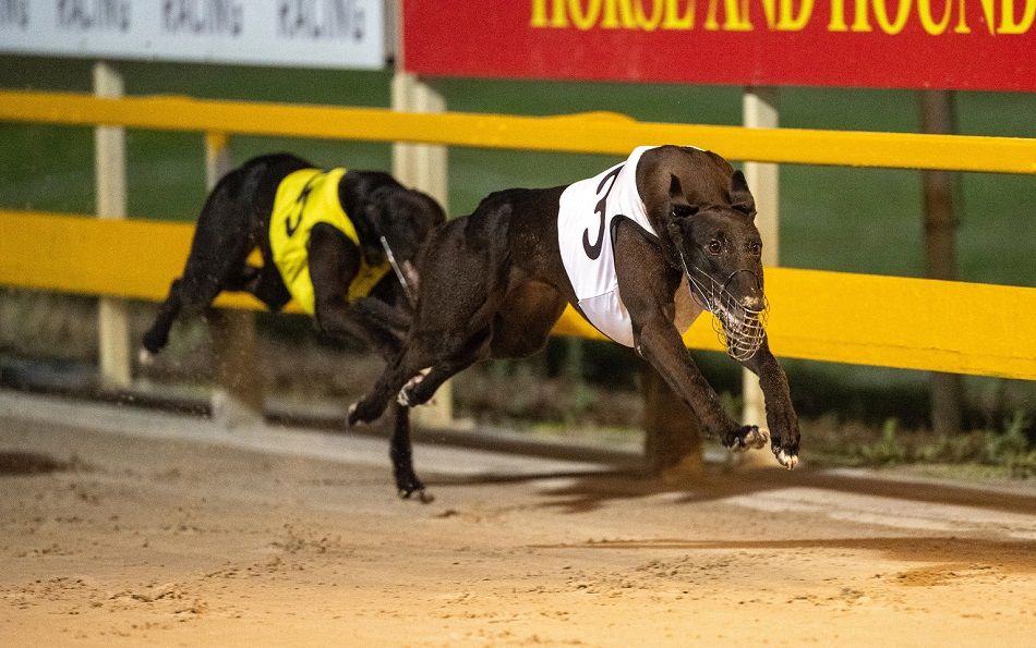 Jungle Deuce Joins Newhaven Stud Farm - Greyhound Recorder