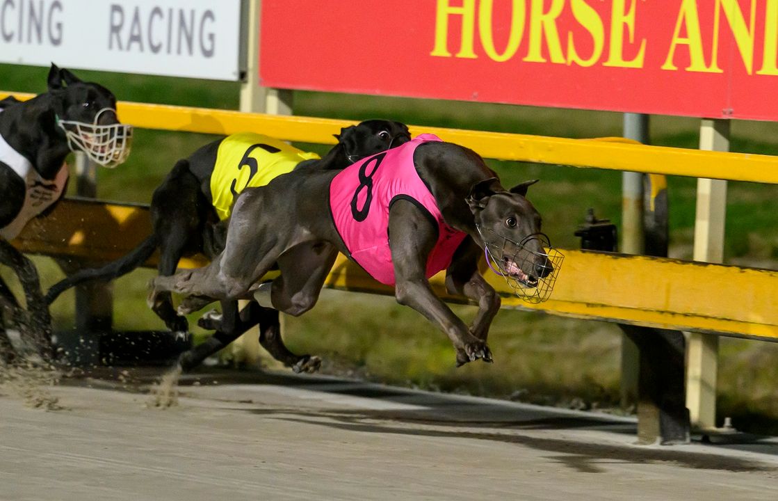 Qld Greyhound Racing Records Booming Profit - Greyhound Recorder