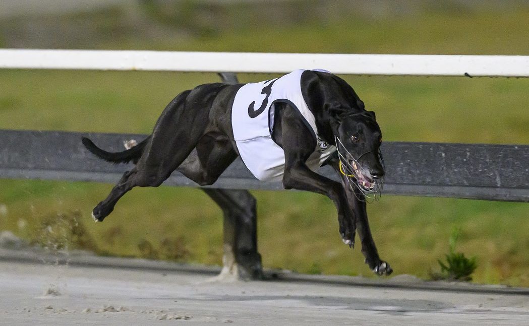 Stella Says Don't Sleep On Defending Origin Champ - Greyhound Recorder