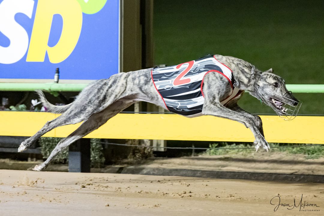 Fast Minardi Youngsters To Debut In Hobart Heats - Greyhound Recorder
