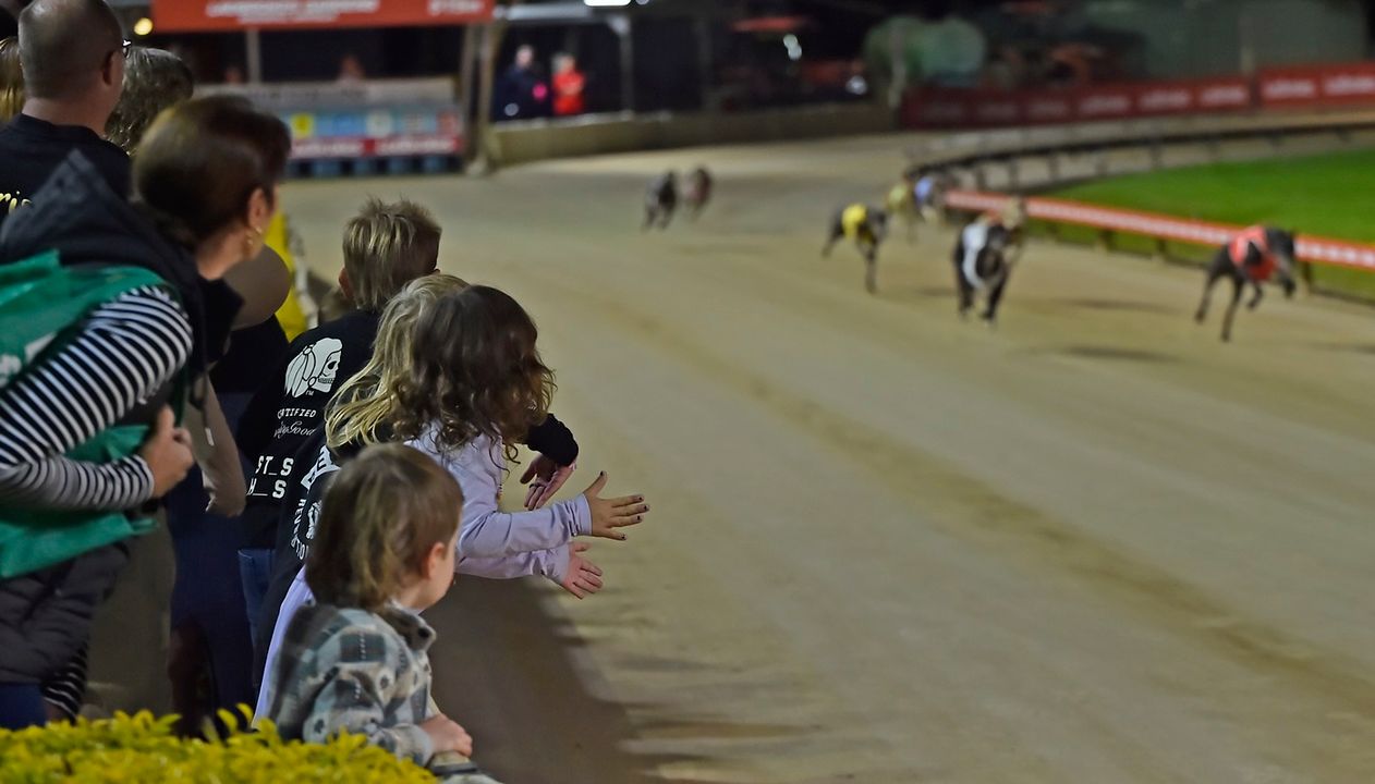 Tips for Grafton, The Gardens, Wentworth Park - Greyhound Recorder