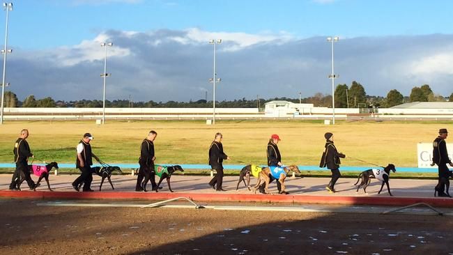 Tips For Maitland And Nowra On Monday - Greyhound Recorder