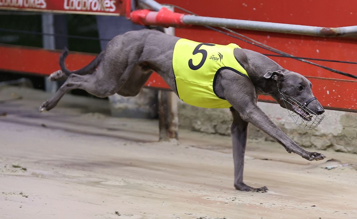 Blue Goose Boy To Continue Sparkling Return - Greyhound Recorder
