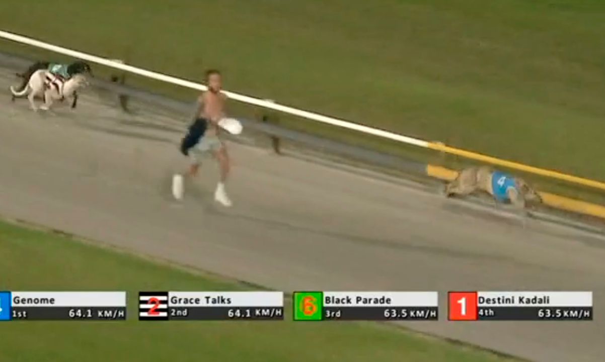 'No Race' After Offender Invades Track - Greyhound Recorder