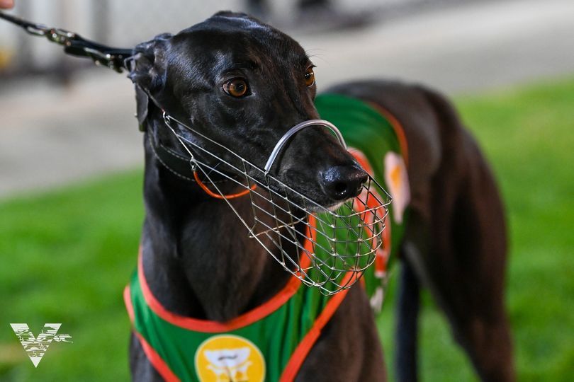Champion Explicit Set For Surprise Racing Return - Greyhound Recorder