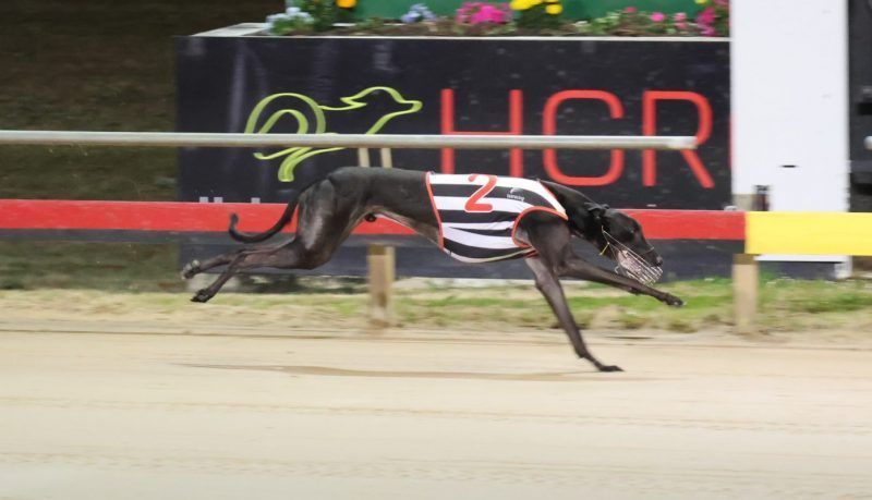 Bernie Shows Special Bernardo Dominance - Greyhound Recorder