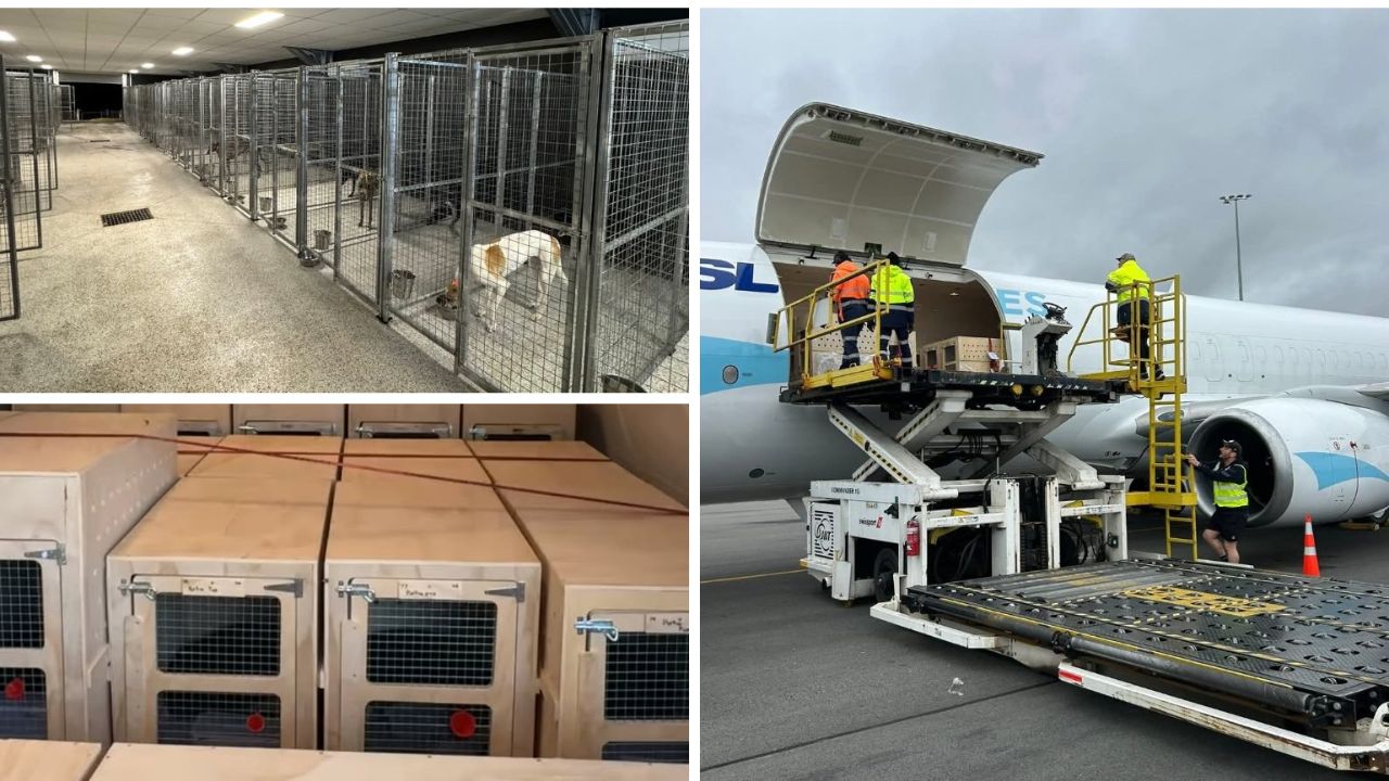 Goldstar Racing To Make Australian Racing Debut - Greyhound Recorder