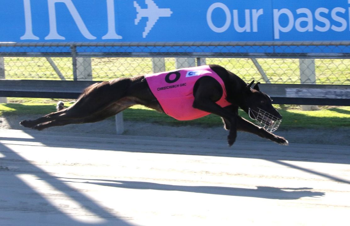 Fahey Eyes 12th Group 1 New Zealand Cup Crown - Greyhound Recorder