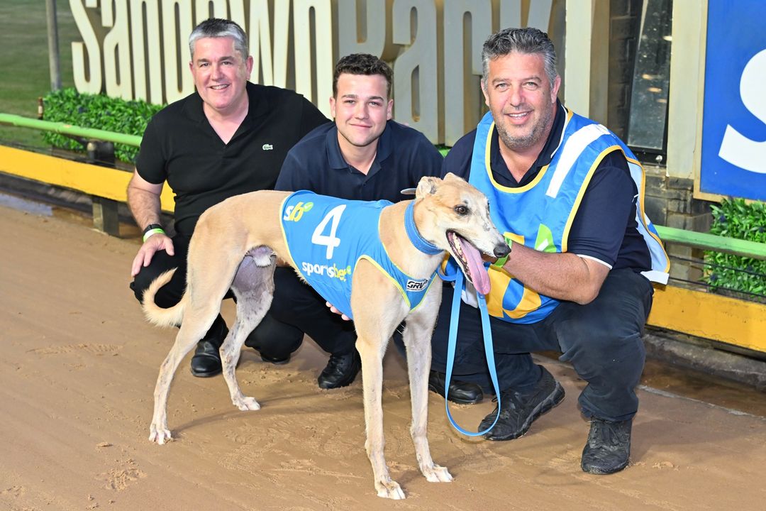 Daysea's Rory Crowned Queensland GOTY - Greyhound Recorder