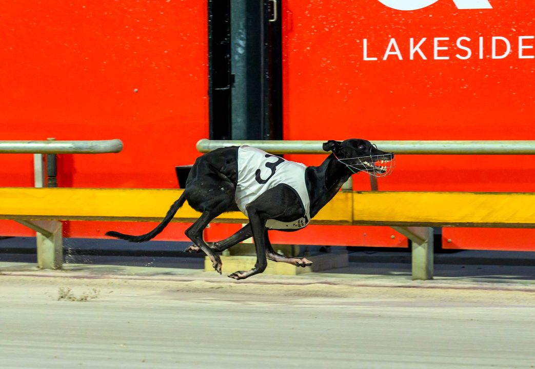 Stella Riding 'Once In A Lifetime' Winning Wave - Greyhound Recorder