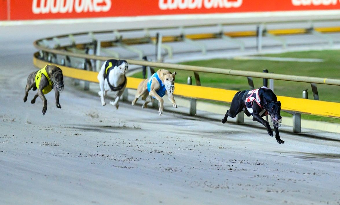 'Sweetest' Draw For Beef Week Cup Contender - Greyhound Recorder