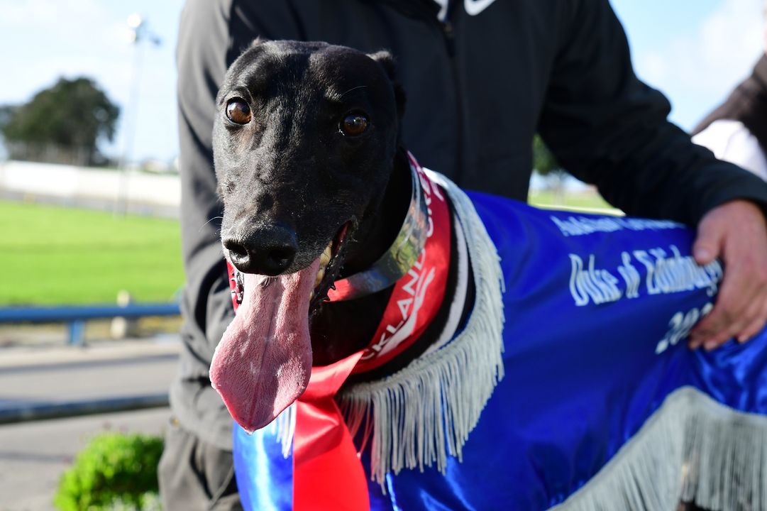 Chief Dribble Creates History In Final Silver Collar - Greyhound Recorder