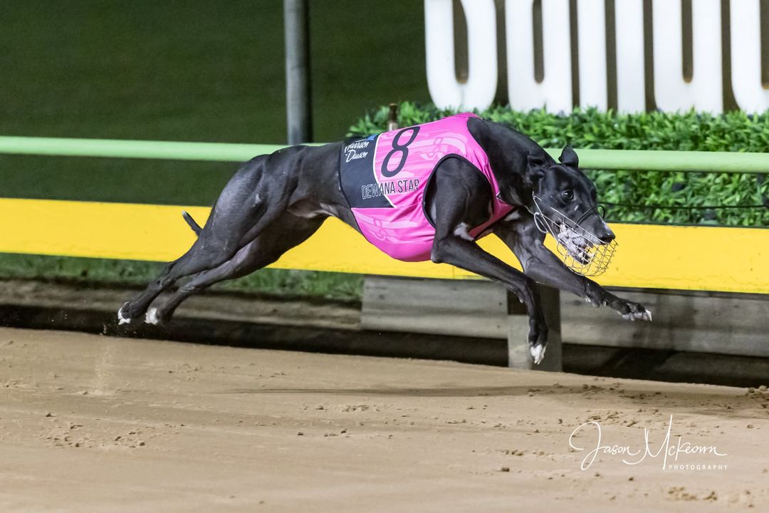 Superstars Set To Shine In Pink Diamond Finales - Greyhound Recorder