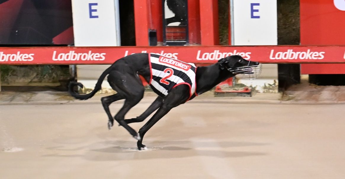 Mackay's Speedy Senor's Perfect Thunderbolt Draw - Greyhound Recorder