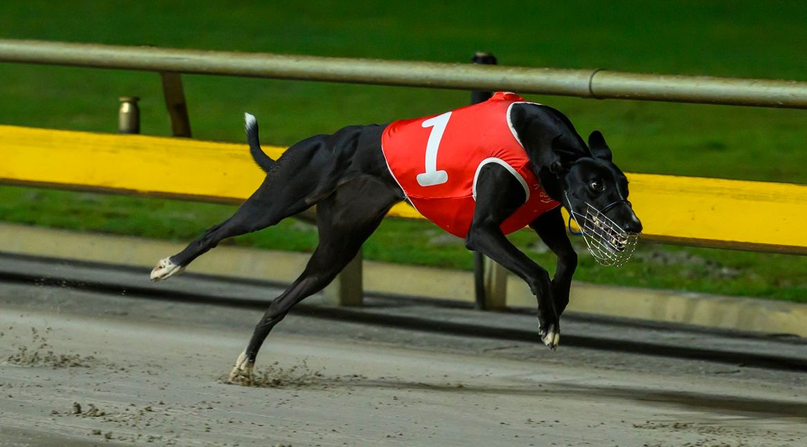 Falls On Verge of Flying Amy Classic Fairytale - Greyhound Recorder
