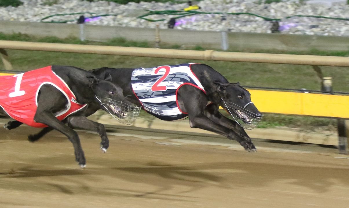 Abela Plots Bendigo Gold Grab In Prospector - Greyhound Recorder